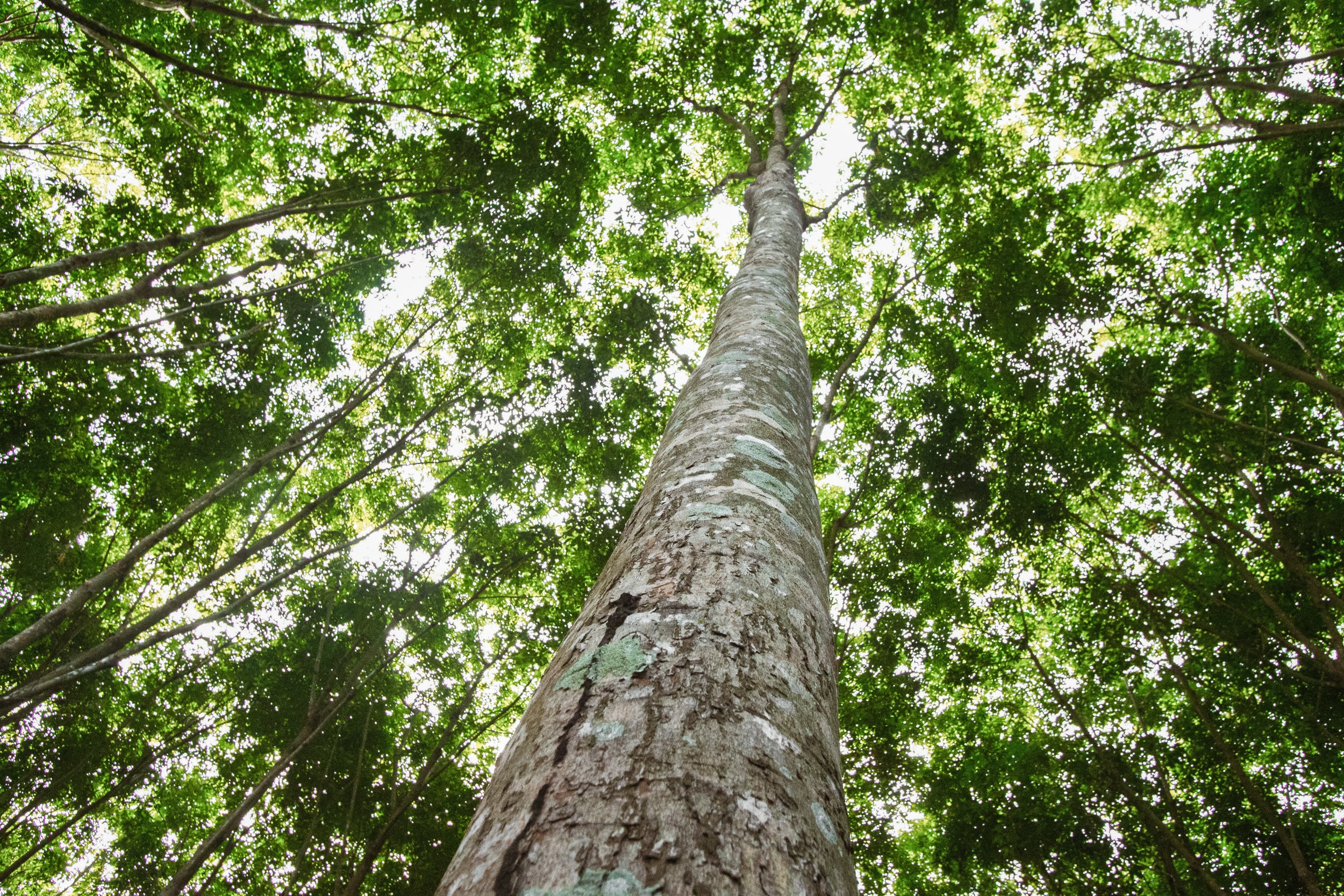 Ons steentje bijdragen met het planten van bomen